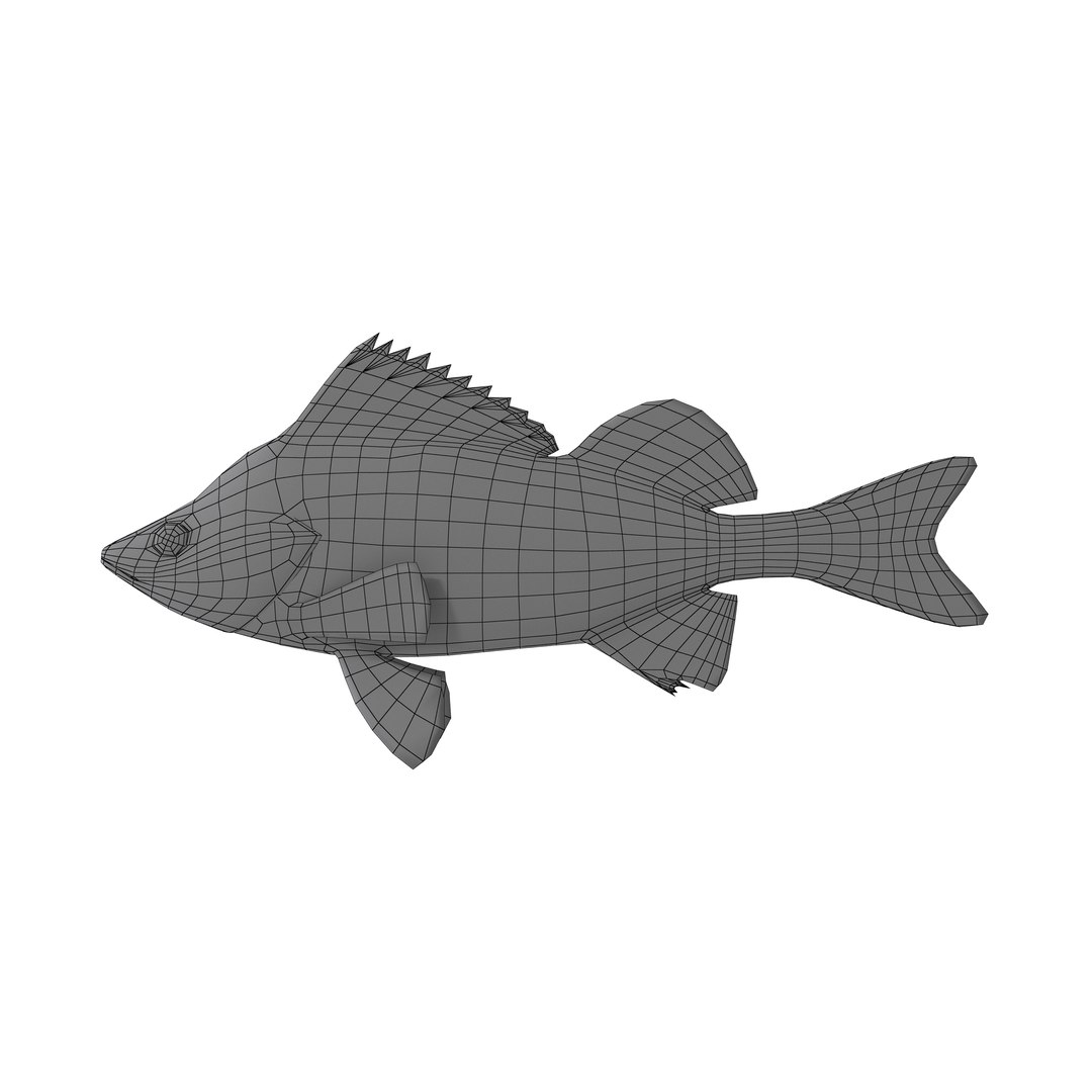 3d Model Perch Fish