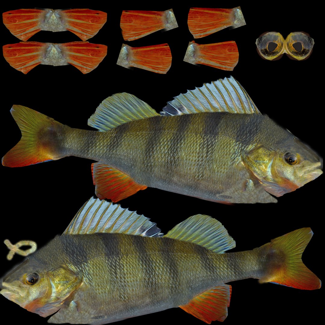3d Model Perch Fish