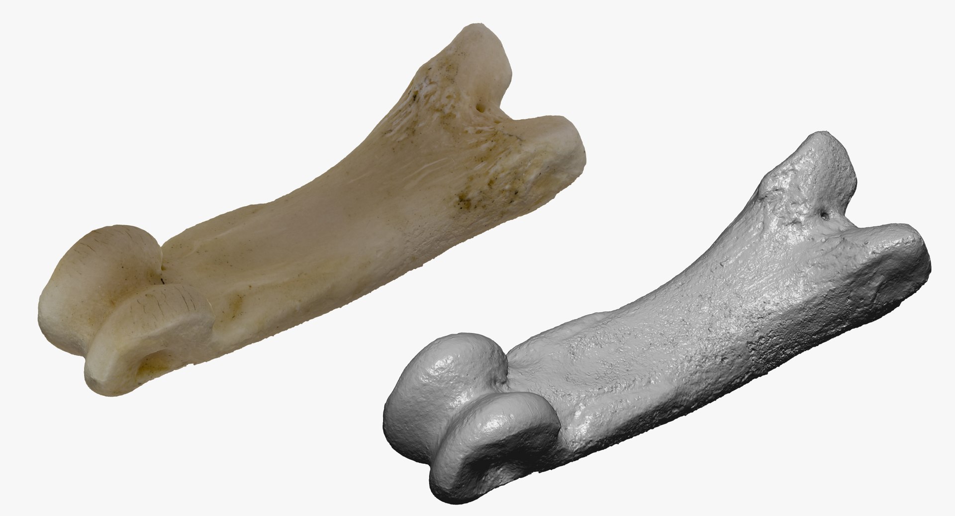 Domestic Cat Proximal Phalanx 3D Model - TurboSquid 1572171