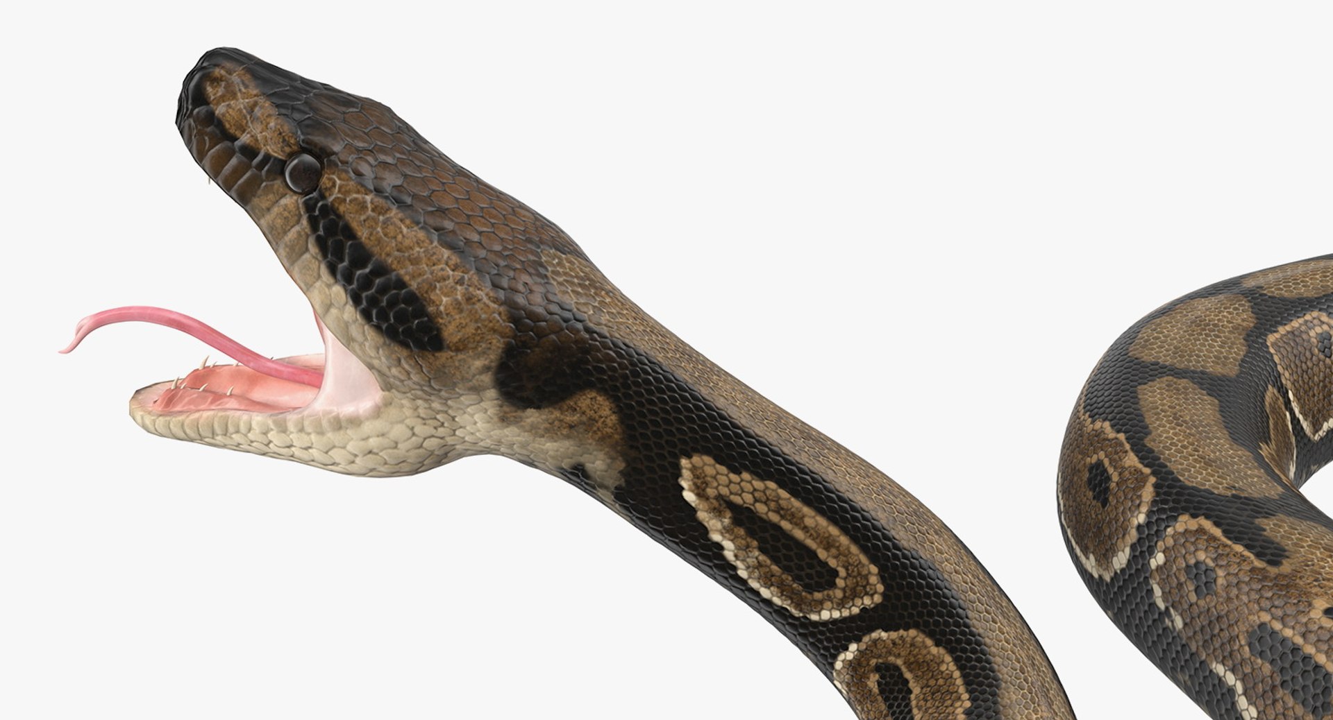 3D brown python snake rigged model - TurboSquid 1417834