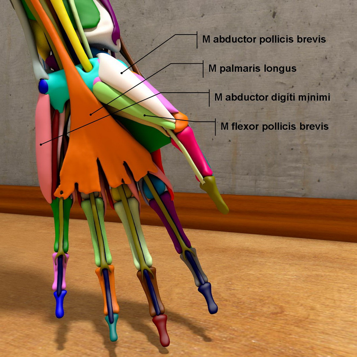 human hand forearm 3d model