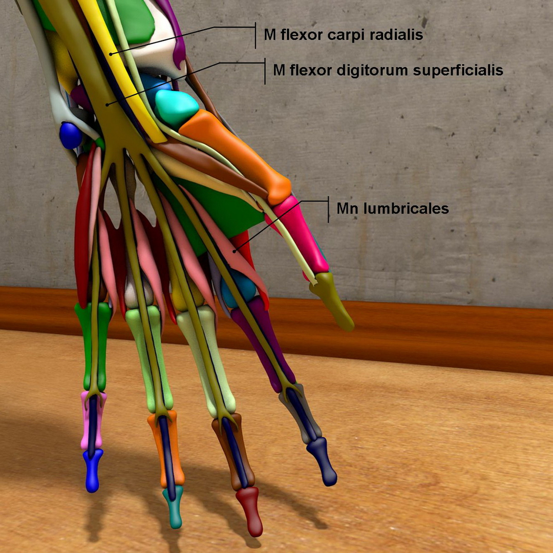 human hand forearm 3d model