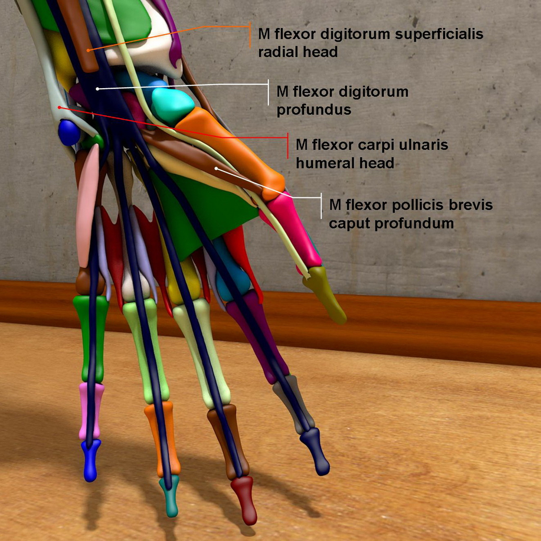 human hand forearm 3d model