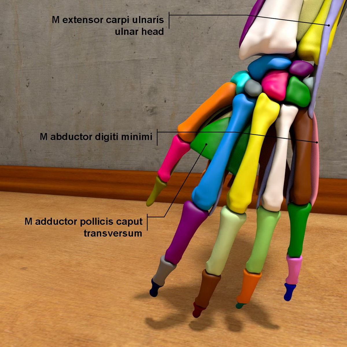 human hand forearm 3d model