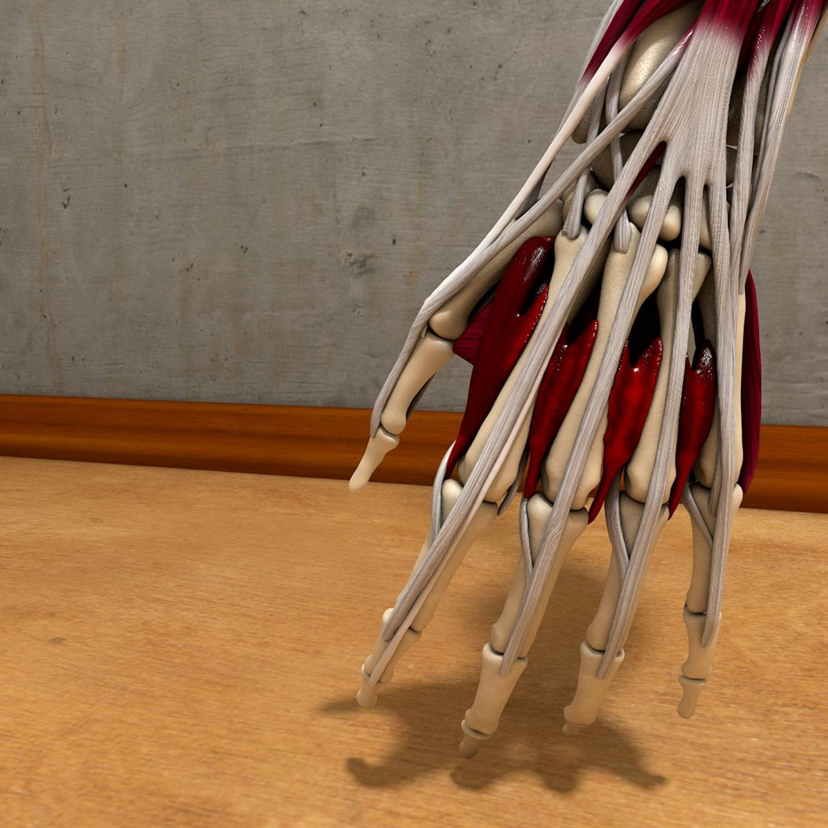 human hand forearm 3d model