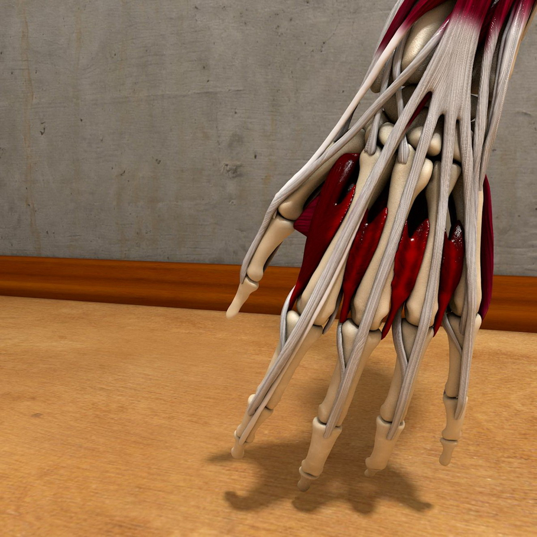 human hand forearm 3d model