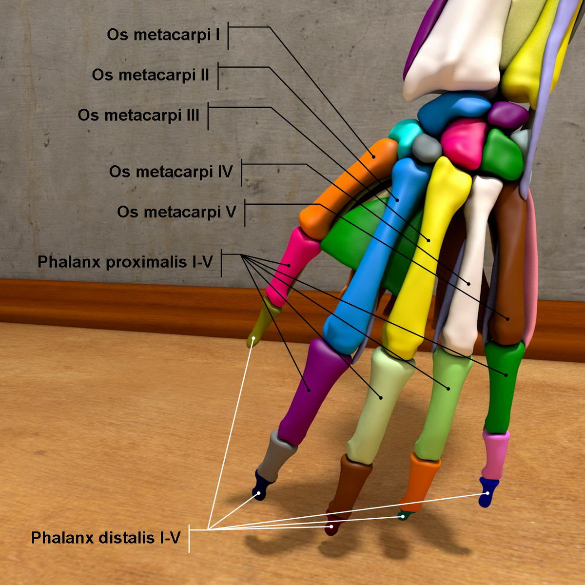 human hand forearm 3d model