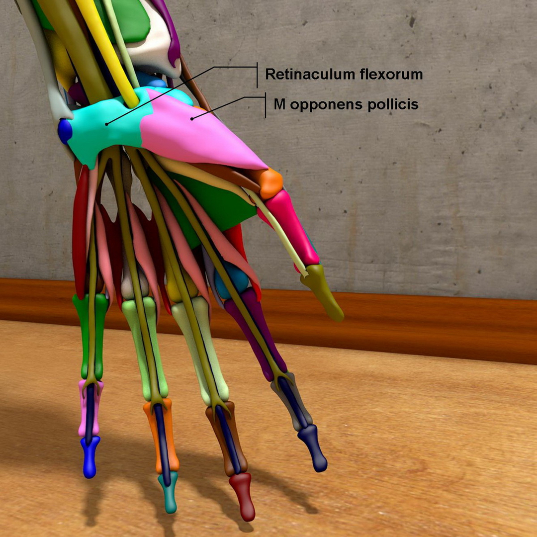 human hand forearm 3d model