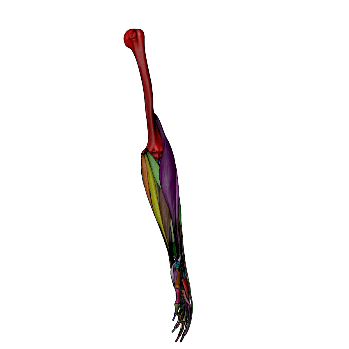 human hand forearm 3d model