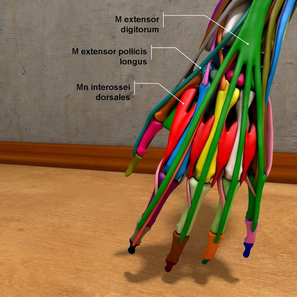 human hand forearm 3d model