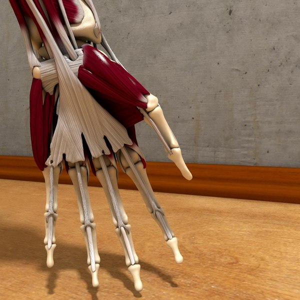 human hand forearm 3d model