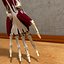 Human Hand Forearm 3d Model