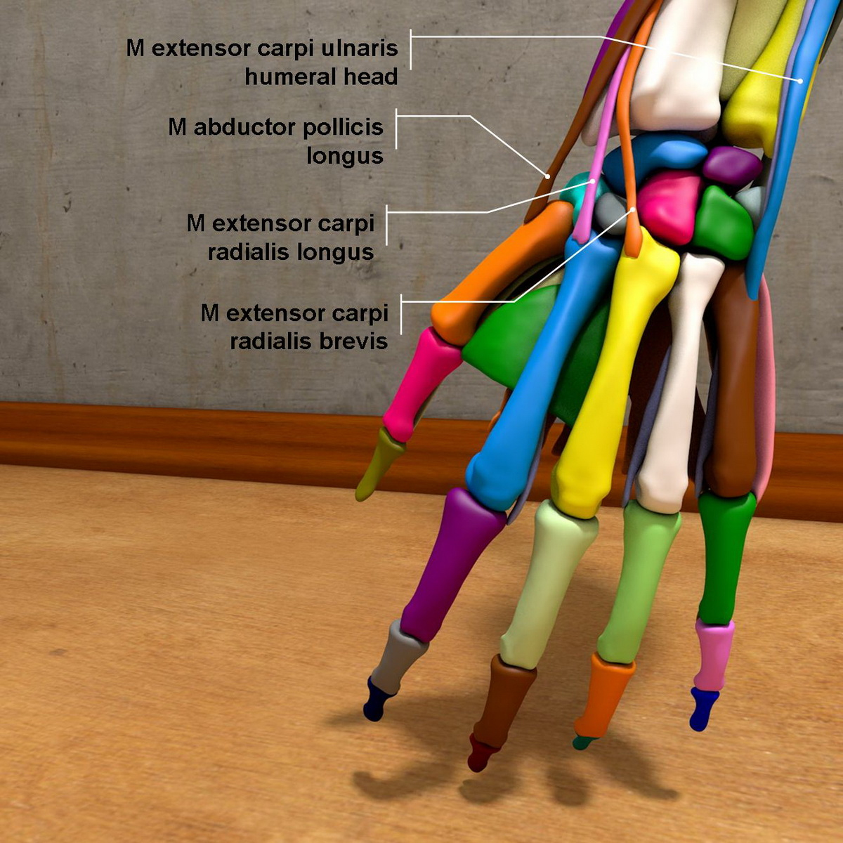 human hand forearm 3d model