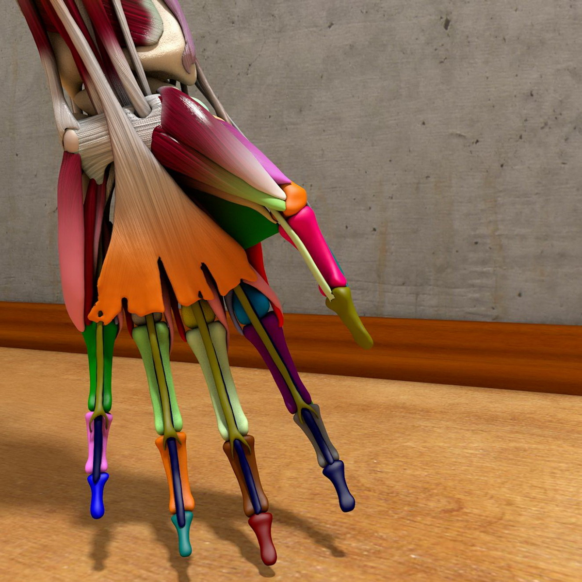 human hand forearm 3d model