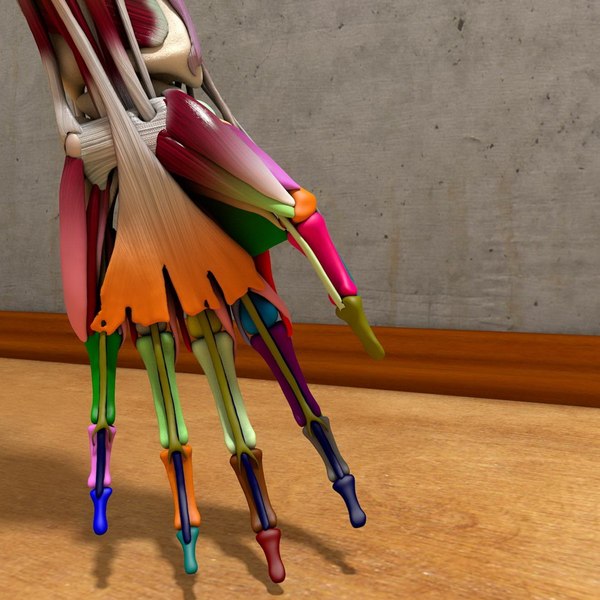 human hand forearm 3d model