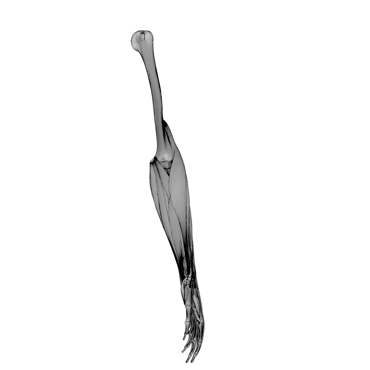 human hand forearm 3d model