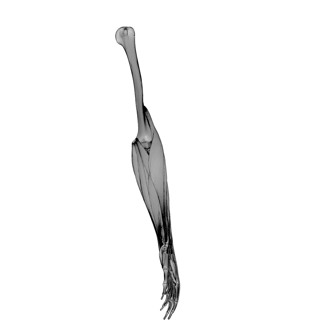 Human Hand Forearm 3d Model