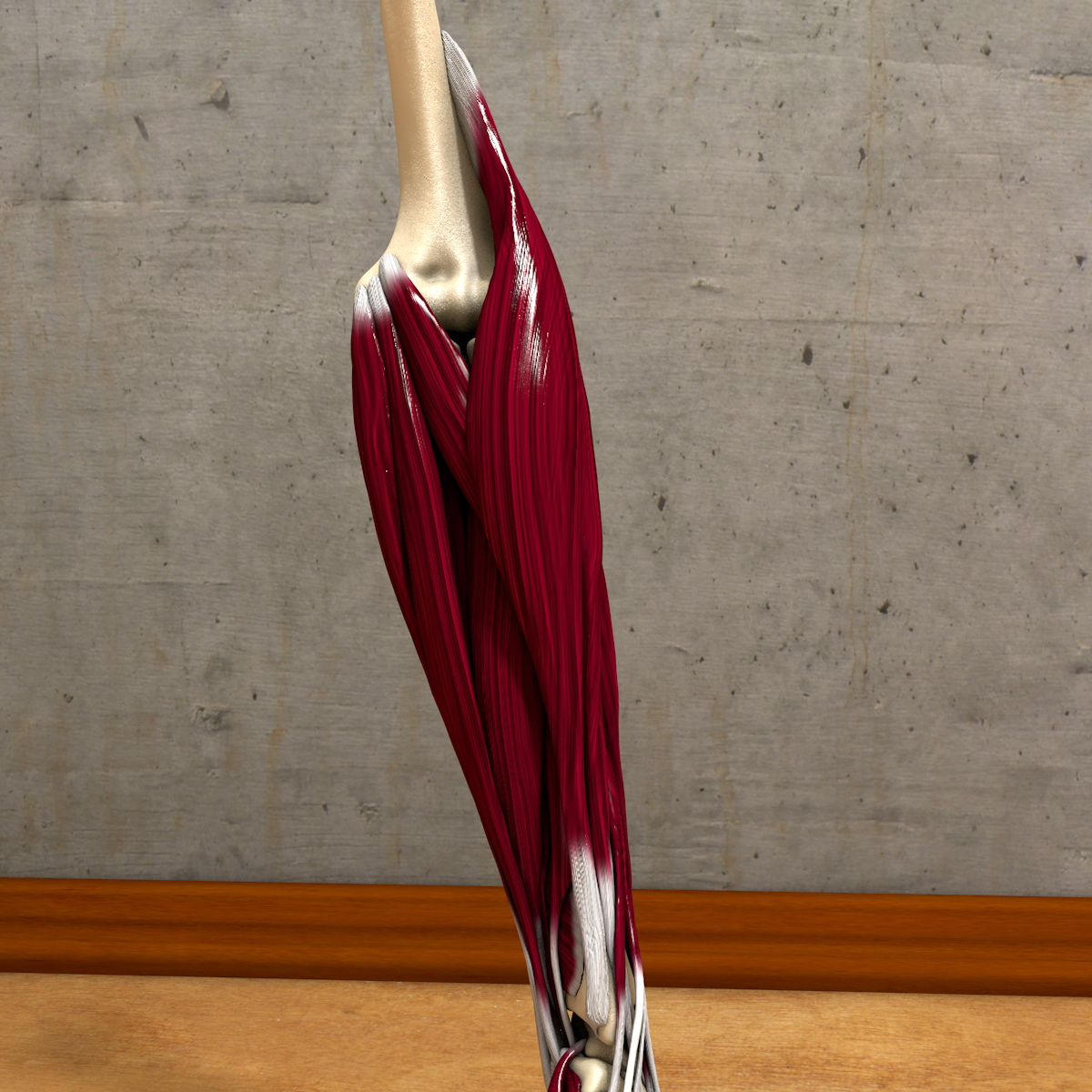 human hand forearm 3d model