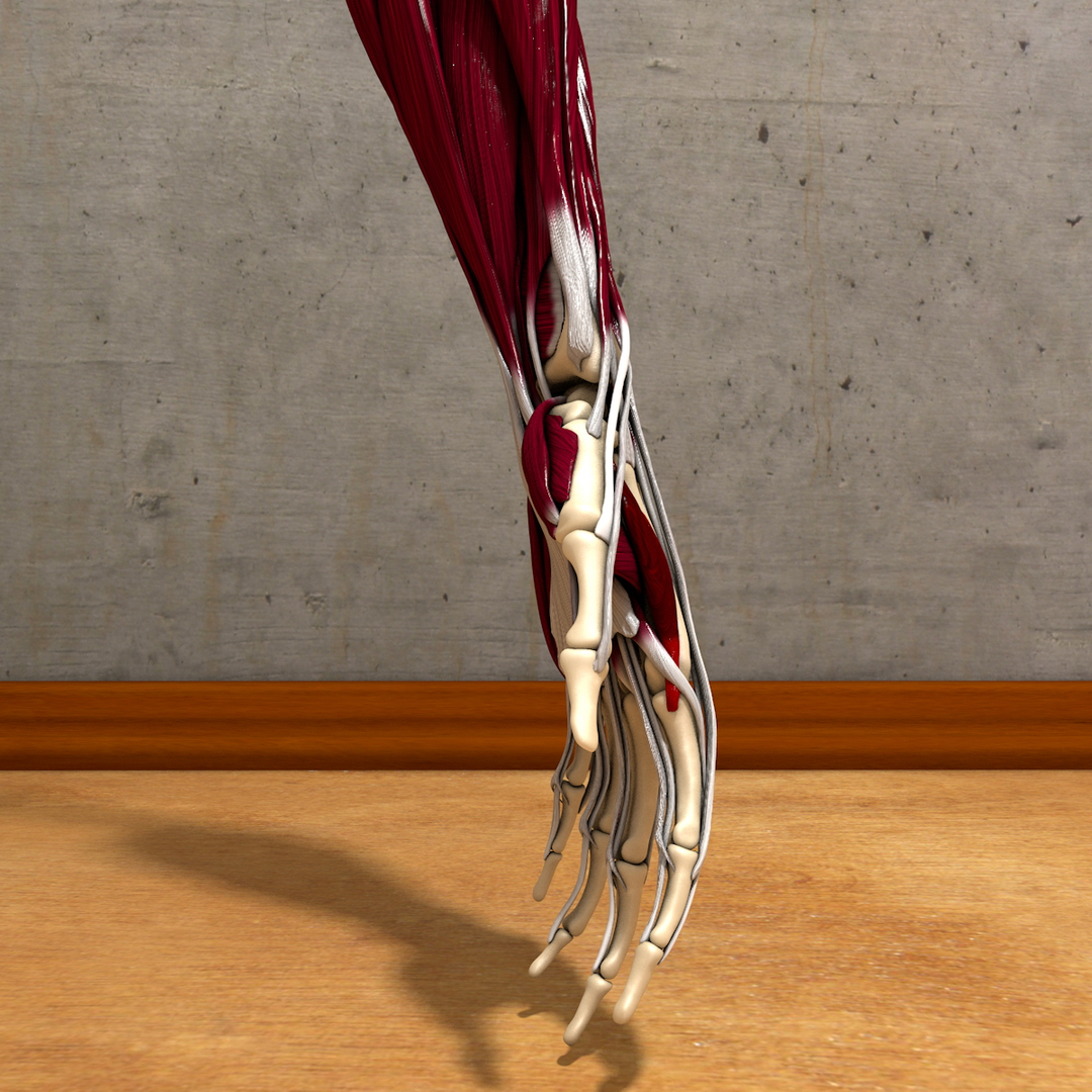 human hand forearm 3d model