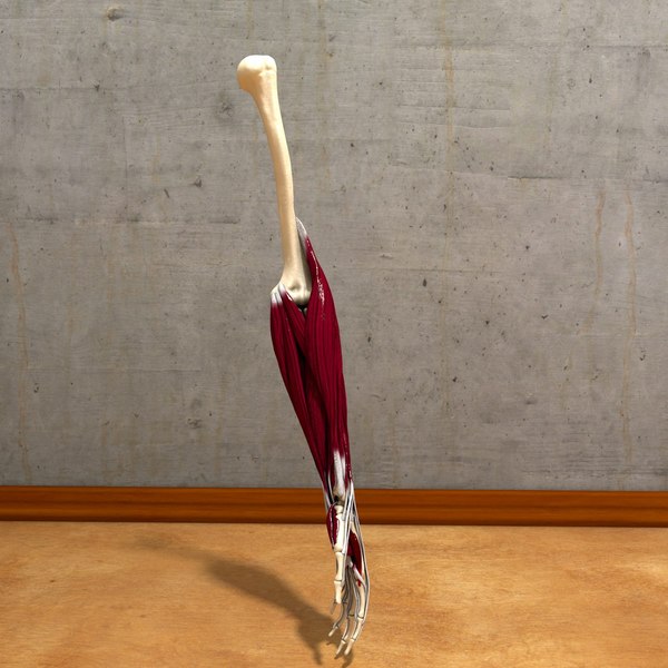 human hand forearm 3d model