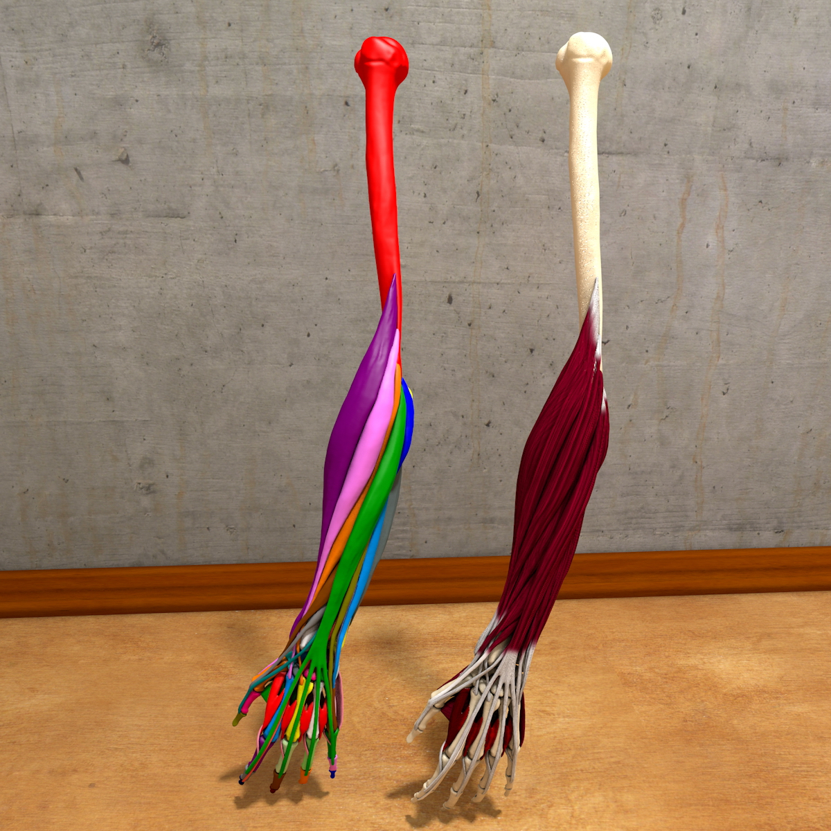 human hand forearm 3d model