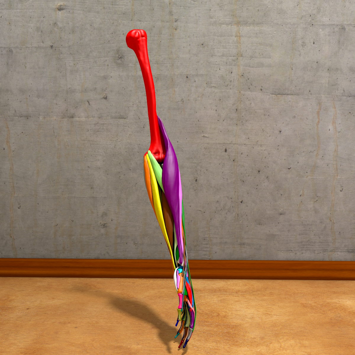 human hand forearm 3d model