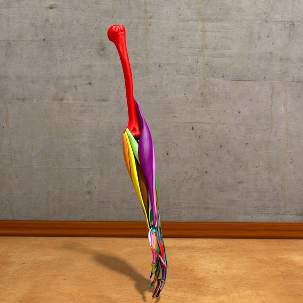 human hand forearm 3d model