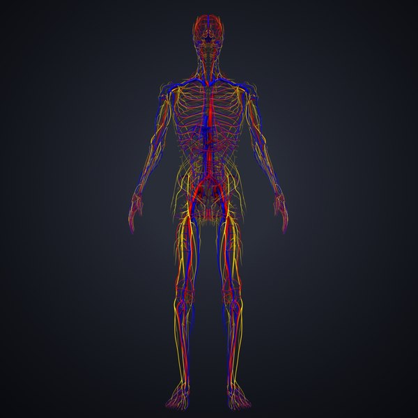 Human Arteries And Veins Model FLAT WIRE MODEL