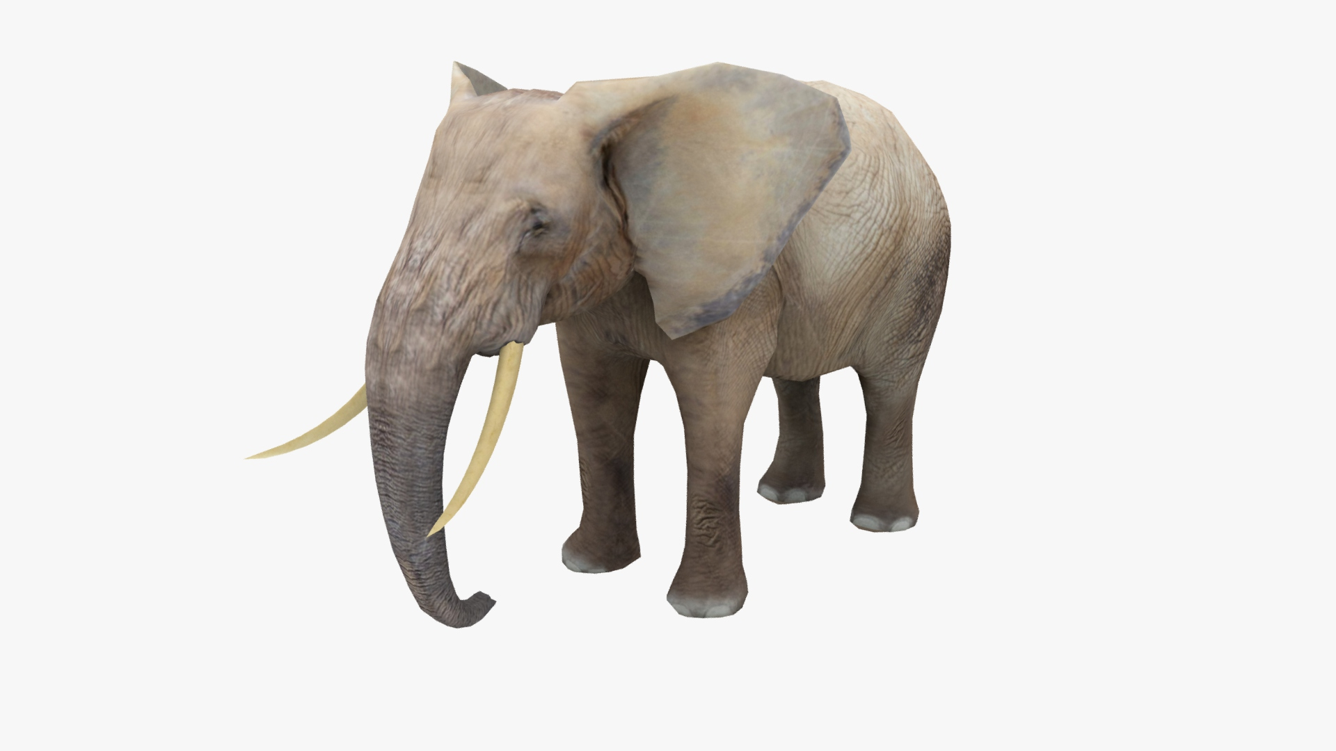 3d Model Elephant Rigged Unity