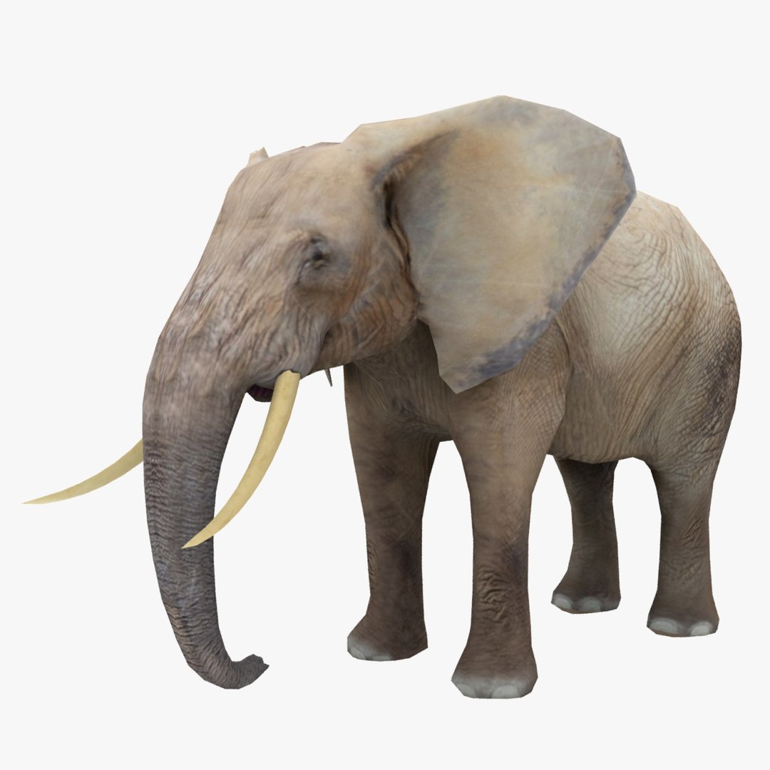 3d Model Elephant Rigged Unity