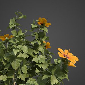 Flower Hibiscus 3d Model