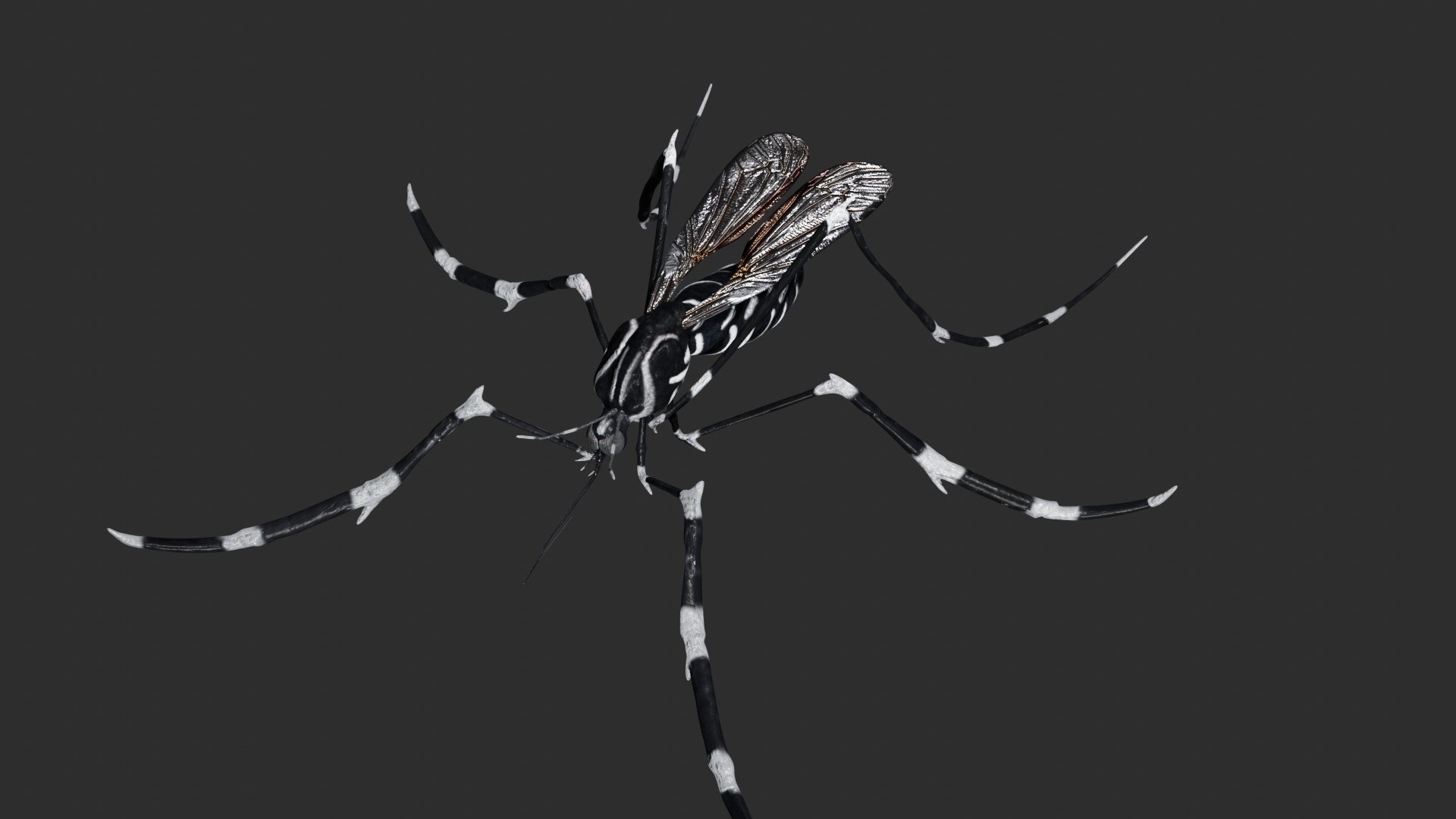 3D Mosquito Rigged - TurboSquid 1658955