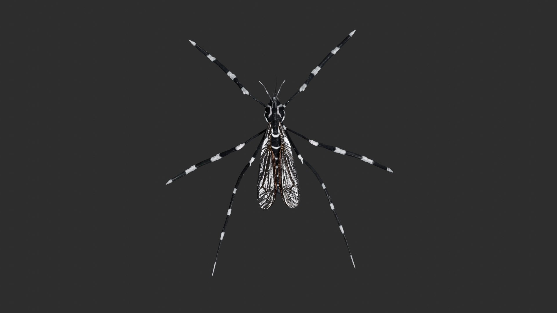 3D Mosquito Rigged - TurboSquid 1658955