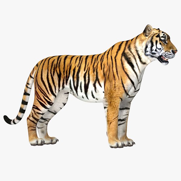 3D lying tiger fur model - TurboSquid 1272199