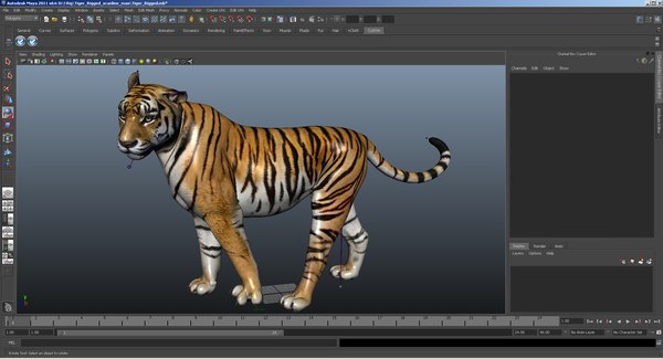 modelo 3d Tiger Rigged para Maya - TurboSquid 1318491