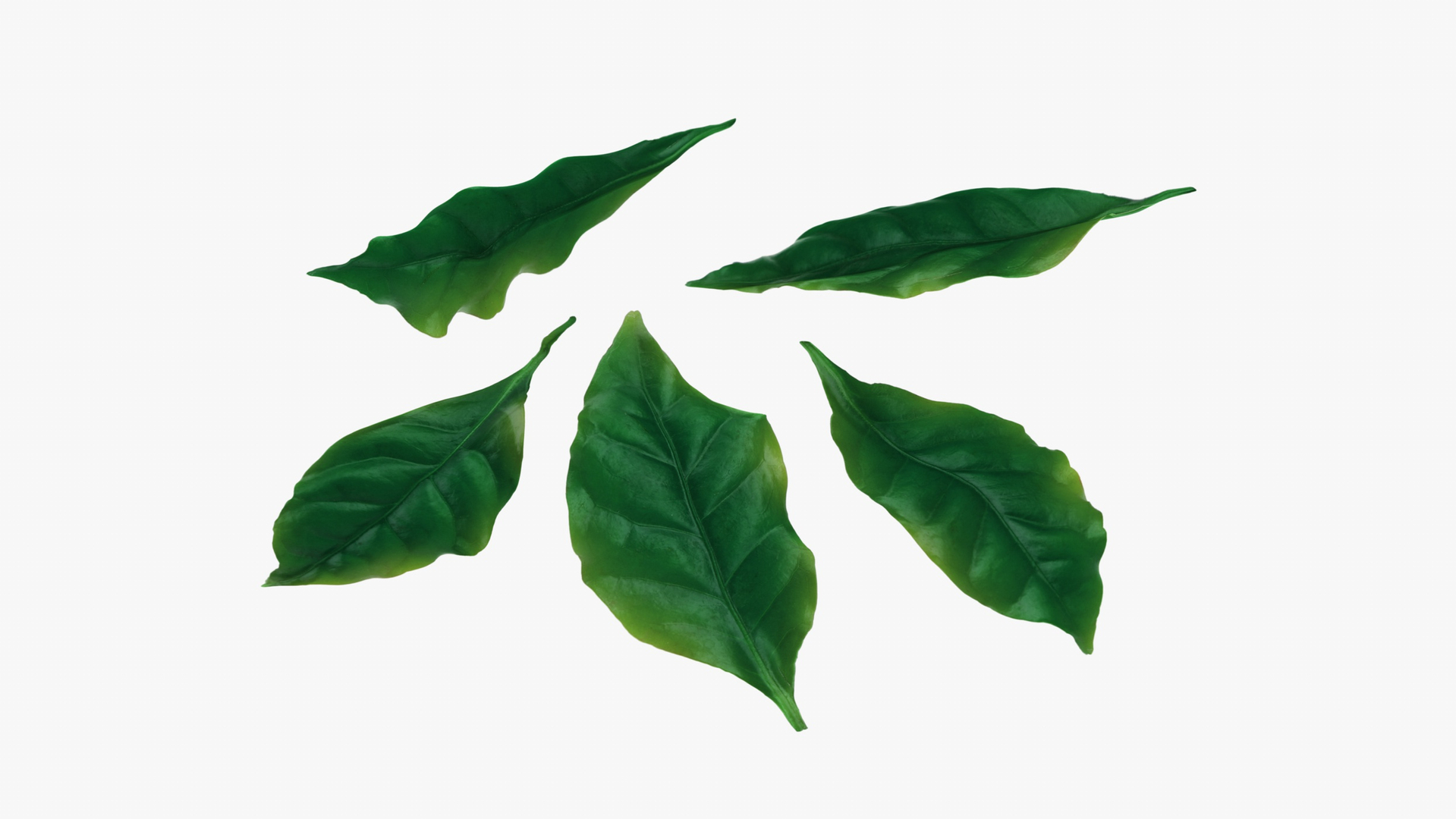 Leaves real model - TurboSquid 1476666