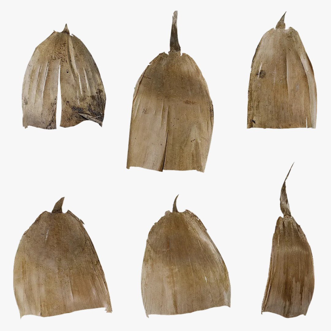 Anydrafts Bambusoideae Leaf Sheath 08 B Textures 3D - TurboSquid 2345407