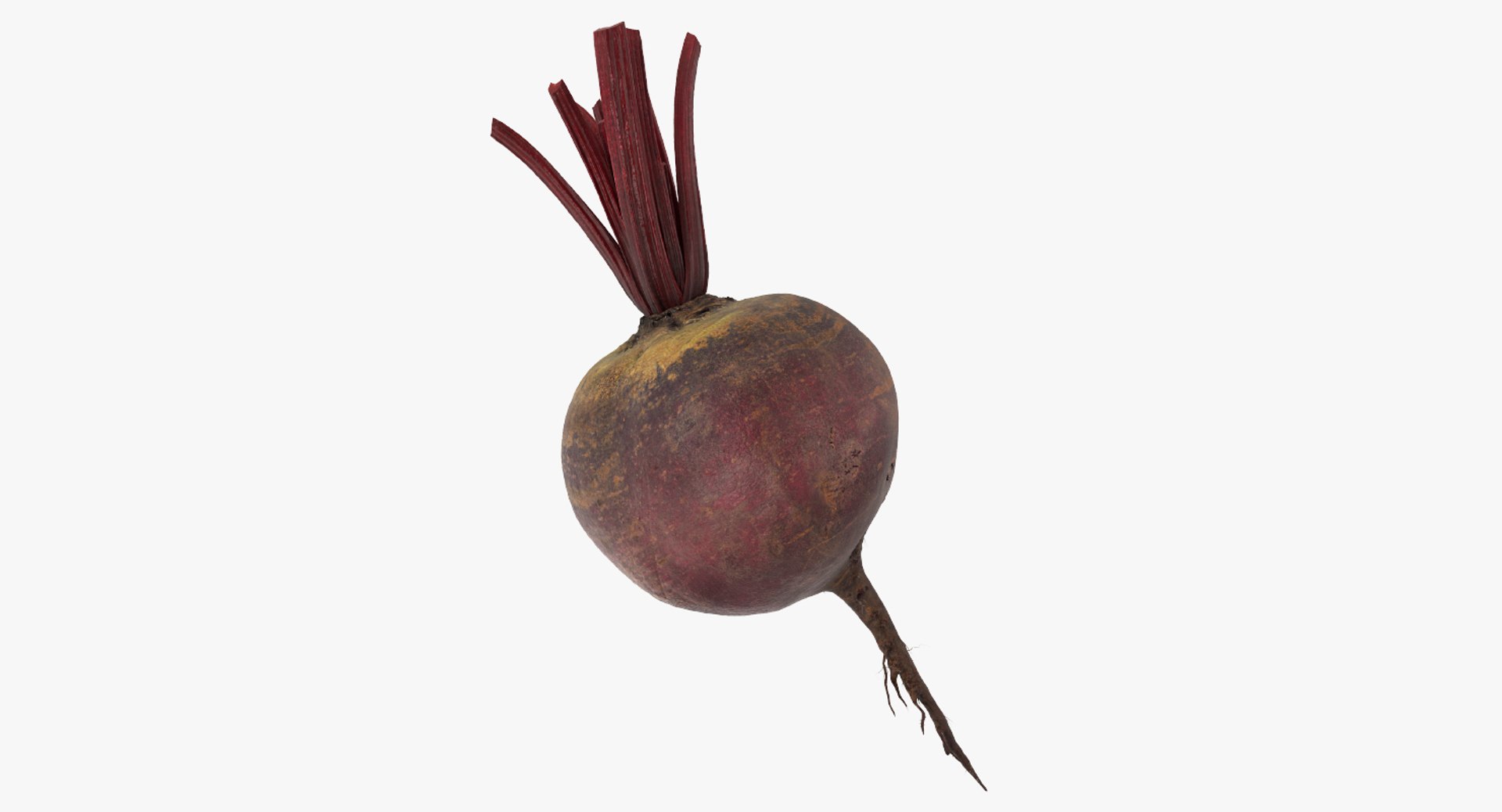 3D Model Beetroot Beet Root - TurboSquid 1217420