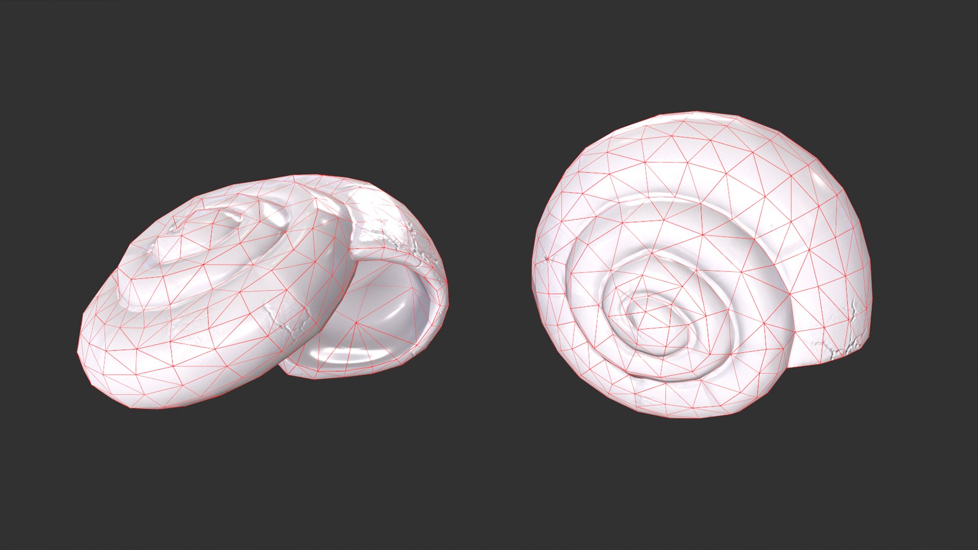3D Ammonite Sea Shell Model - TurboSquid 1762451