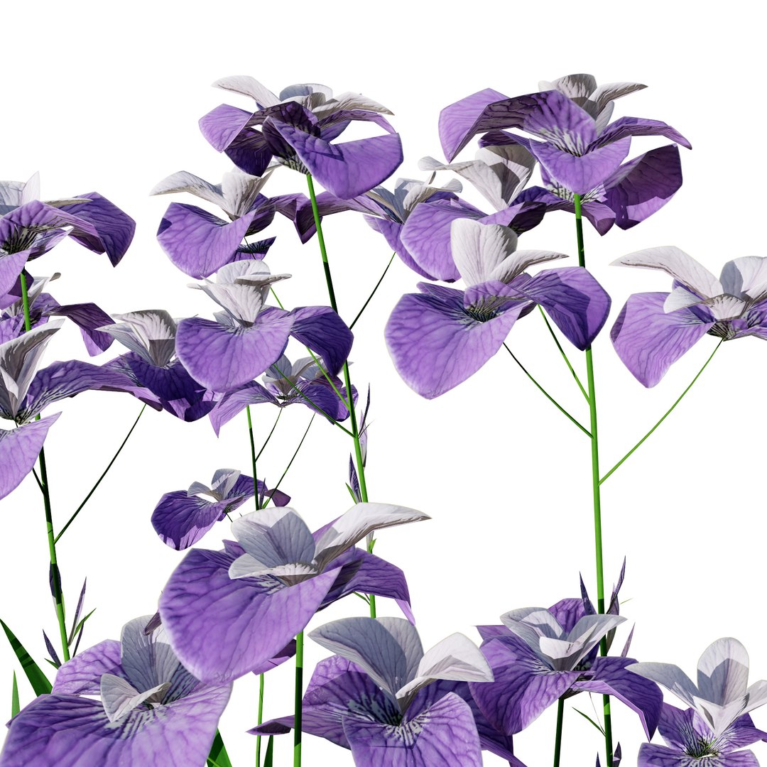 Iris Pallida 3D Model 3D Model - TurboSquid 2257674