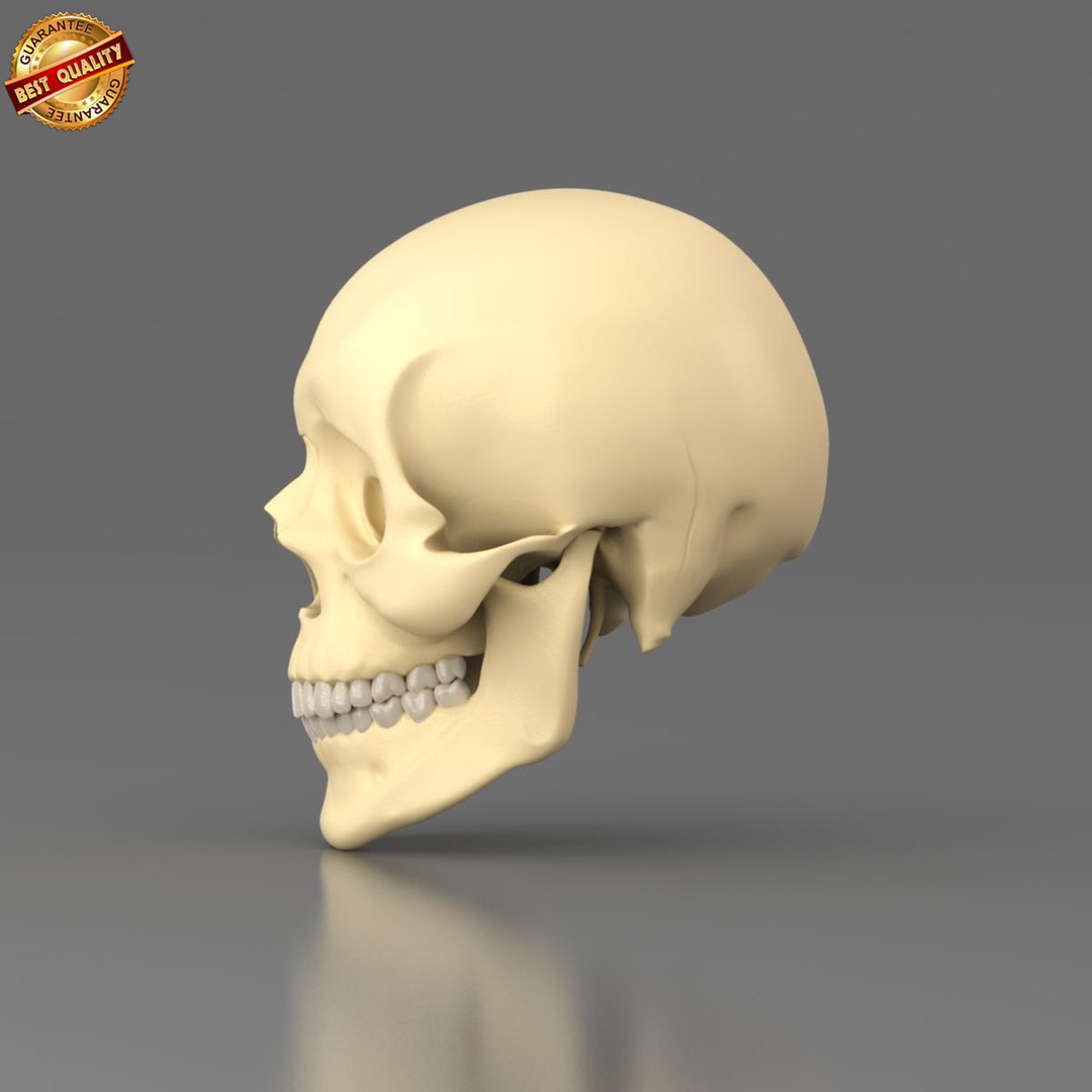 anatomy medical science 3d x