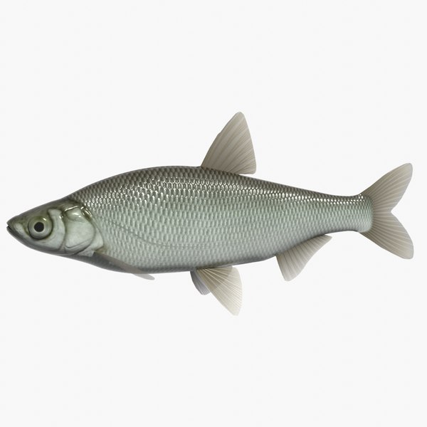 3ds max wataka ischikauia steenackeri