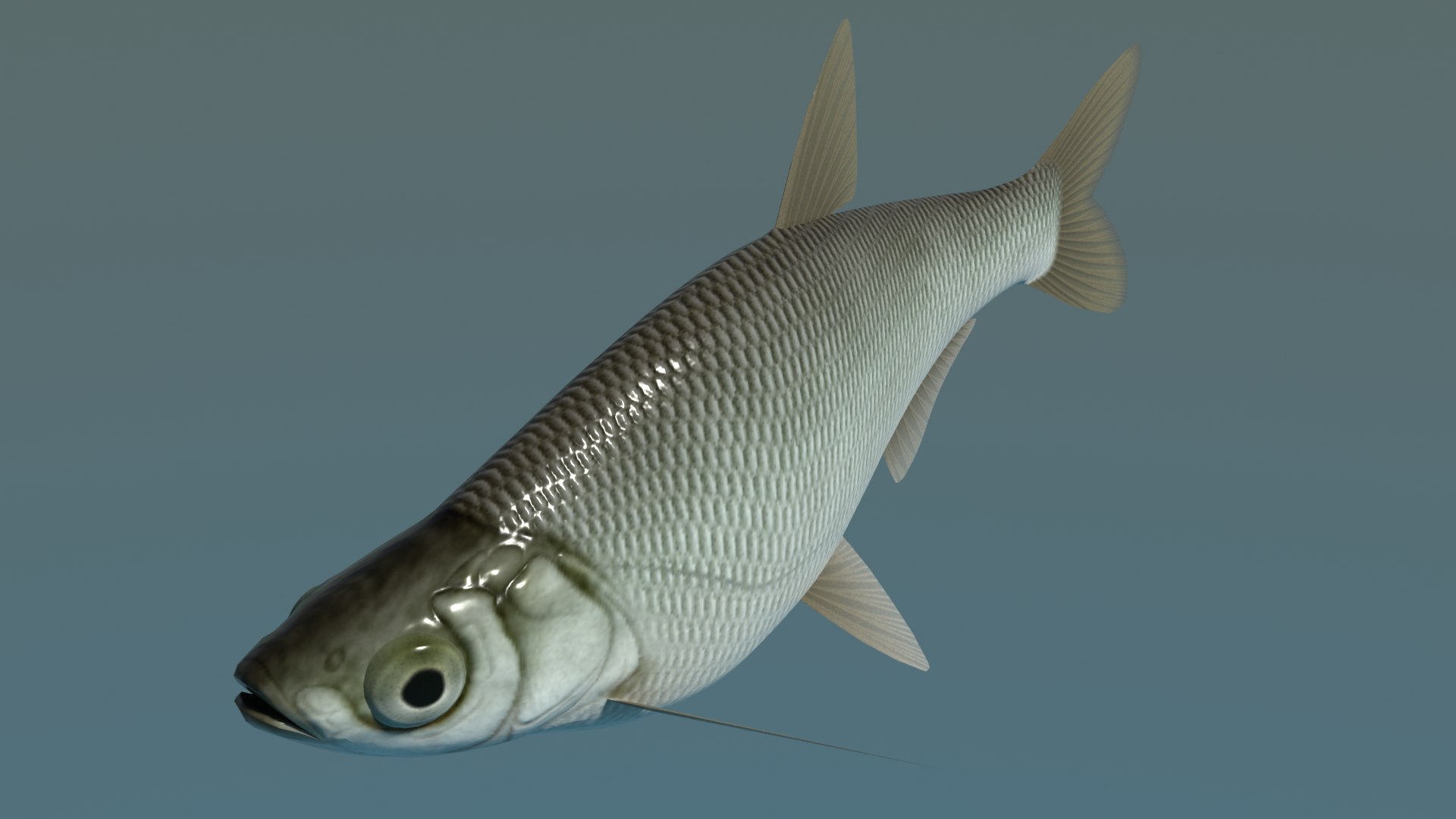 3ds Max Wataka Ischikauia Steenackeri