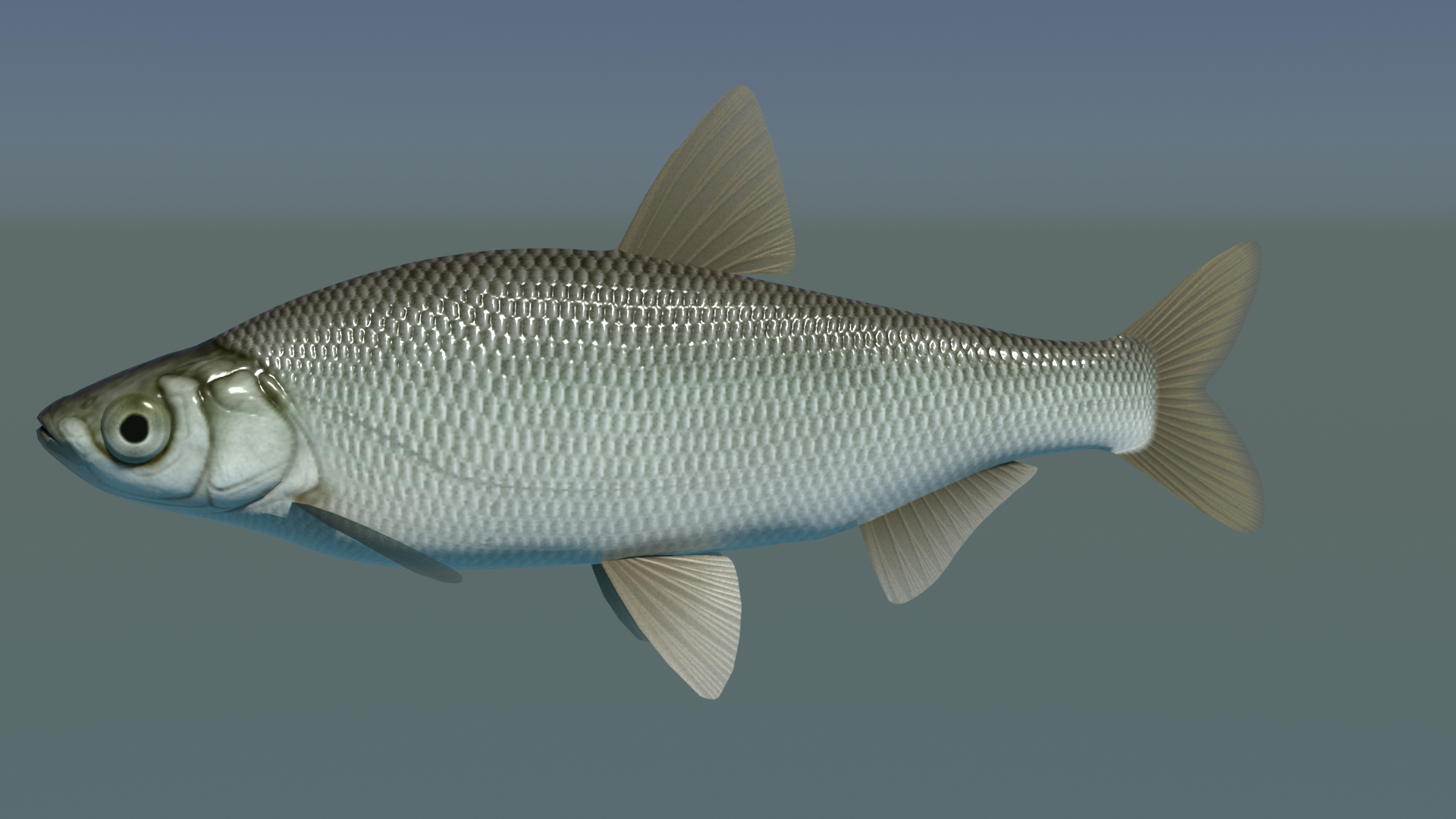 3ds Max Wataka Ischikauia Steenackeri