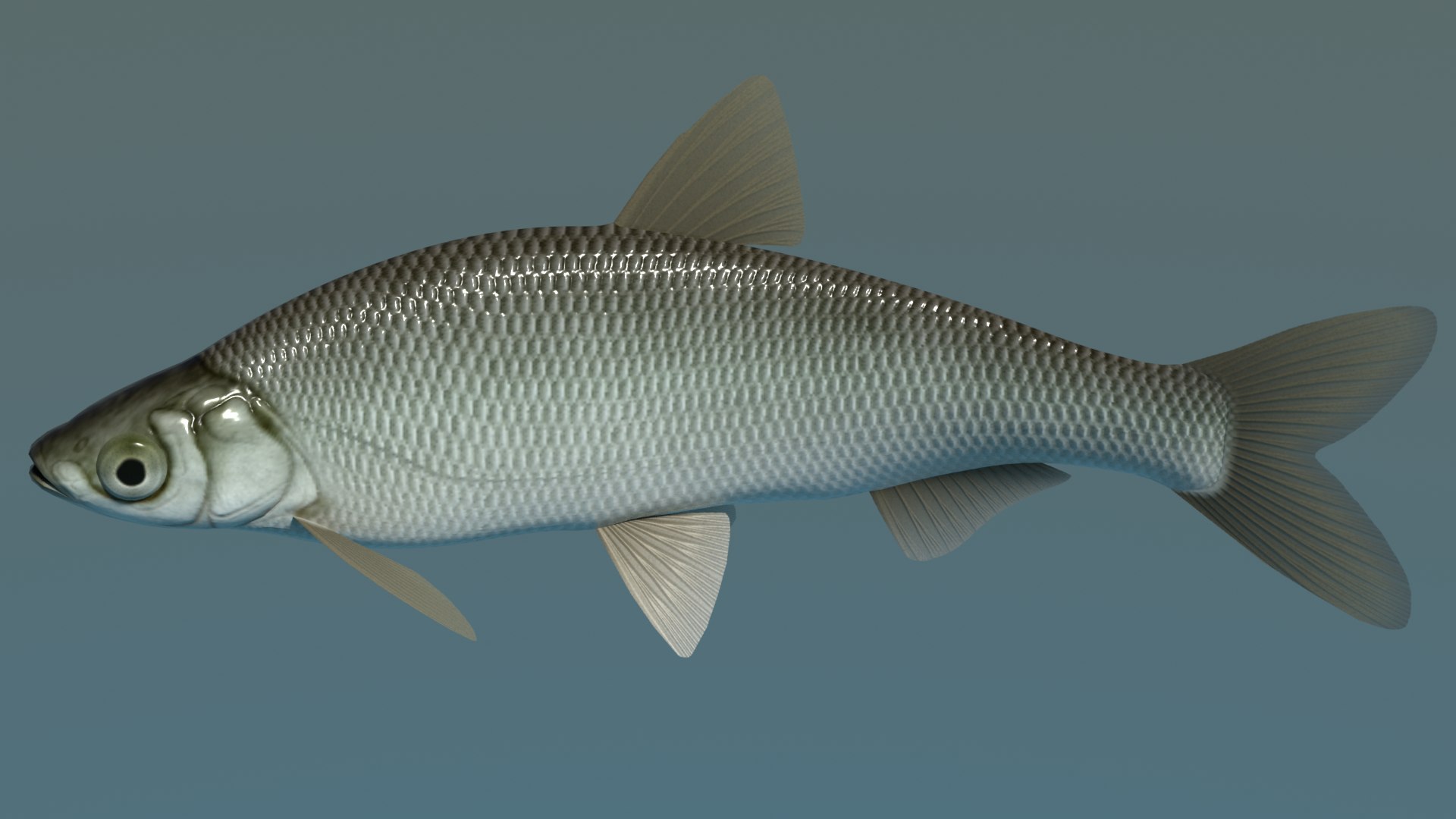 3ds Max Wataka Ischikauia Steenackeri