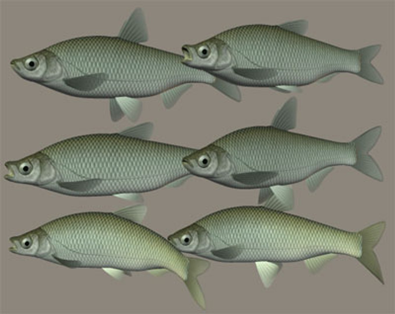 3ds Max Wataka Ischikauia Steenackeri