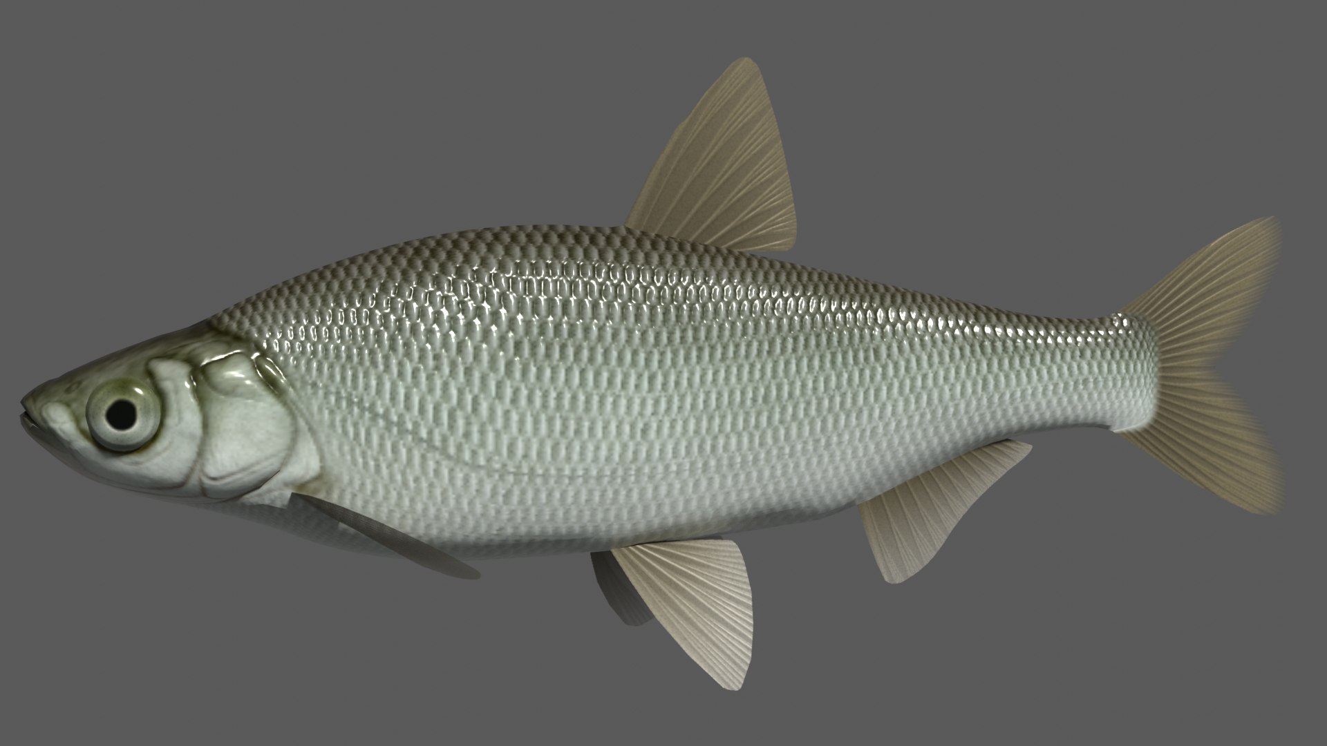 3ds Max Wataka Ischikauia Steenackeri