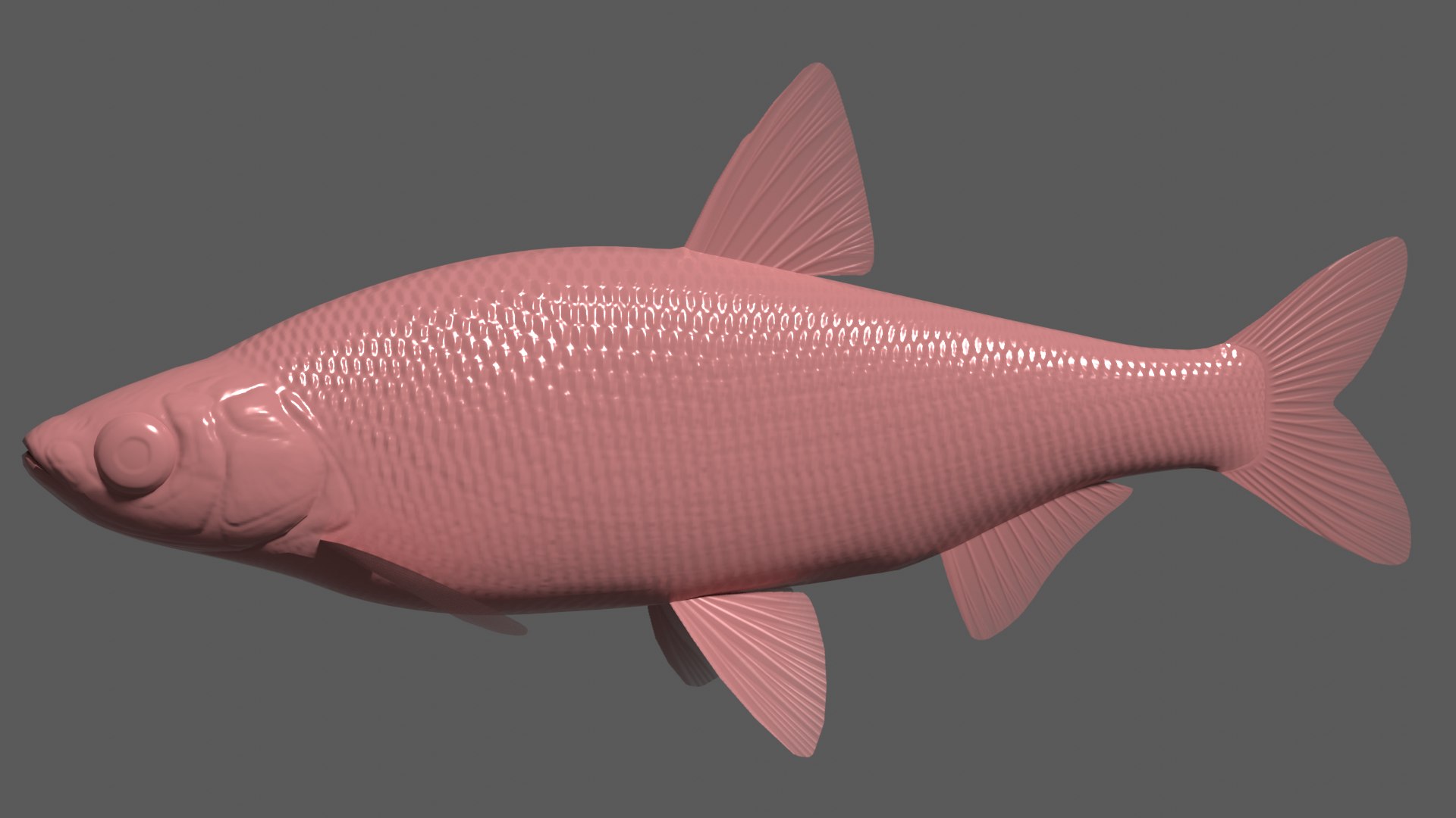 3ds Max Wataka Ischikauia Steenackeri