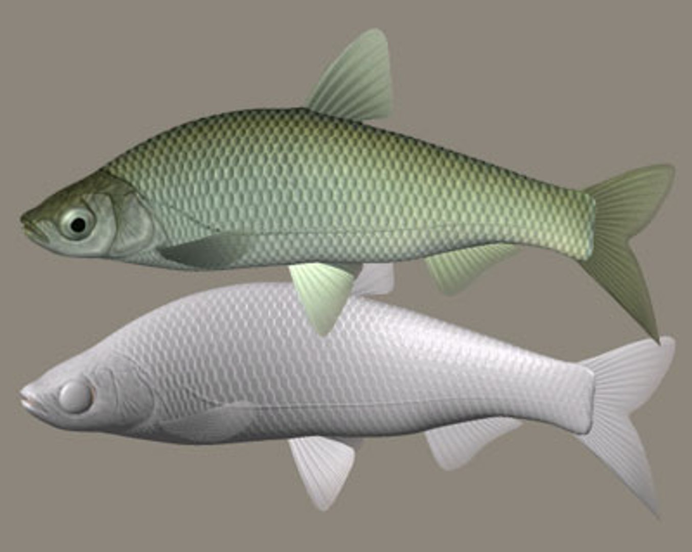 3ds Max Wataka Ischikauia Steenackeri