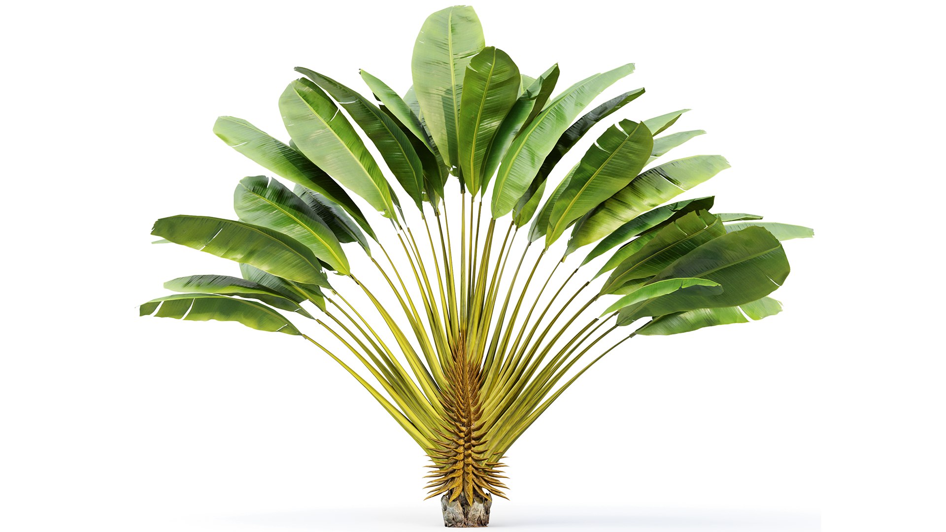 3D Ravenala Madagascariensis Travelers Palm 5 Trees Model - TurboSquid ...